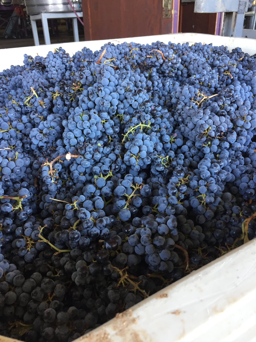 Why we decided to start a winery. – Metas Altas Wines